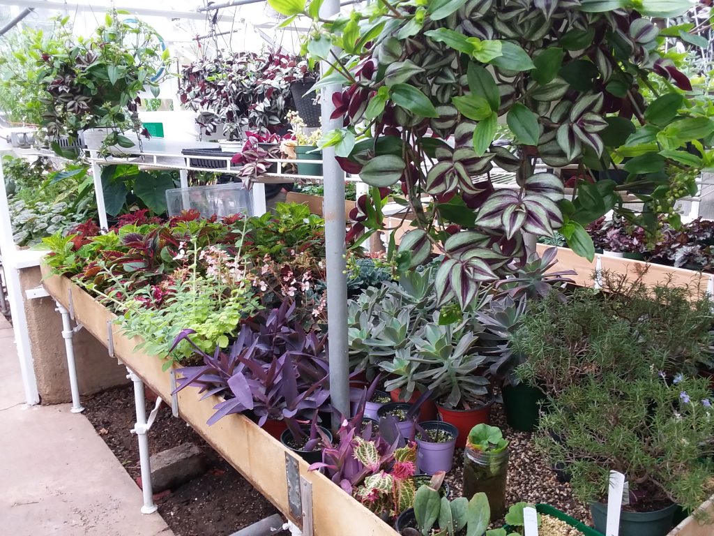 NJBG 2020 Plant Sale Order Form | New Jersey Botanical Garden