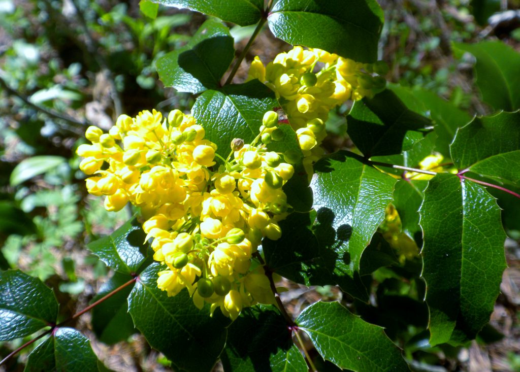 Oregon Grape Holly | New Jersey Botanical Garden