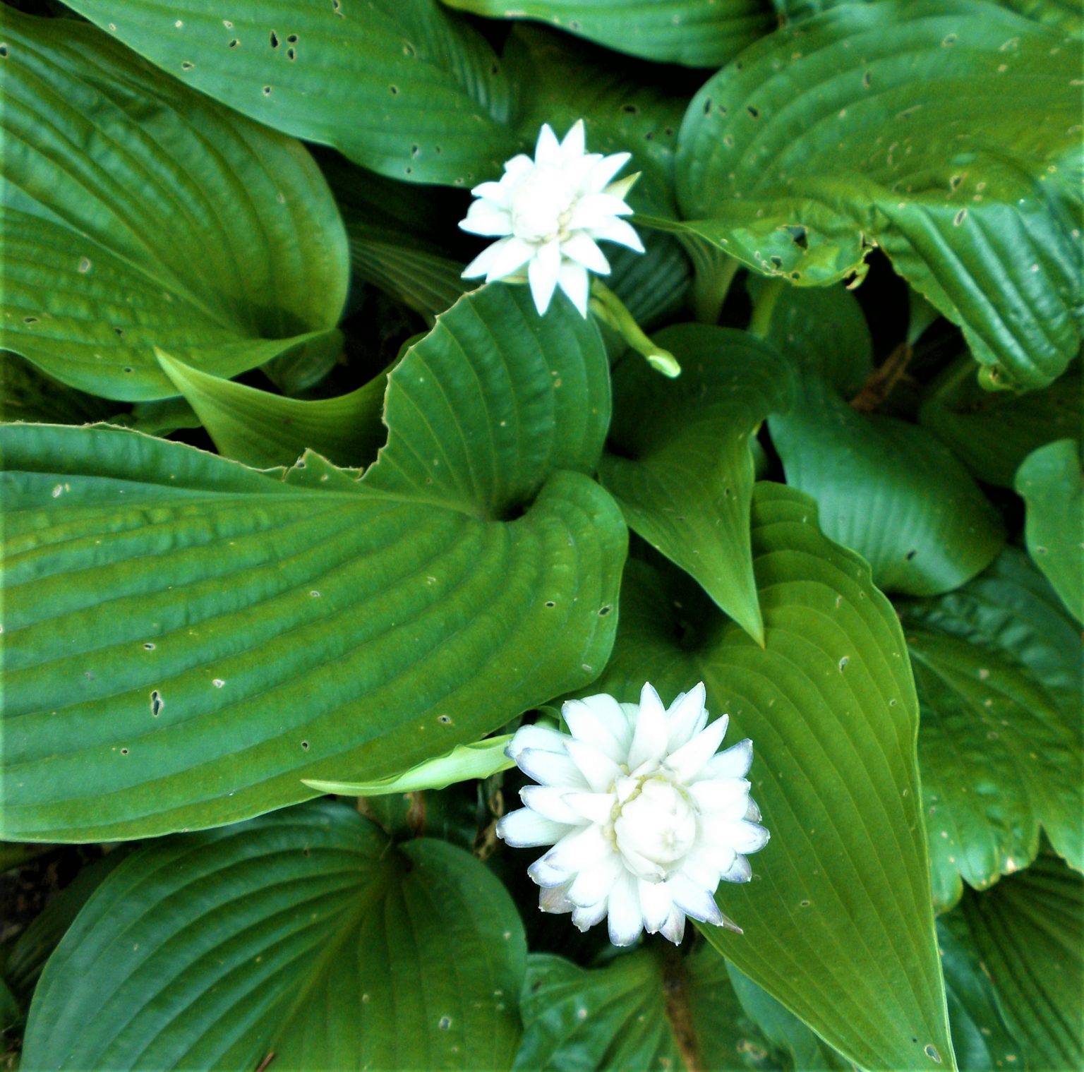 Hosta | New Jersey Botanical Garden