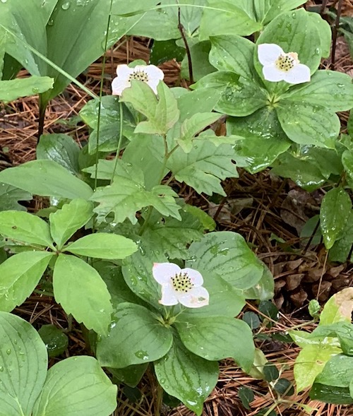 Bunch Berry | New Jersey Botanical Garden