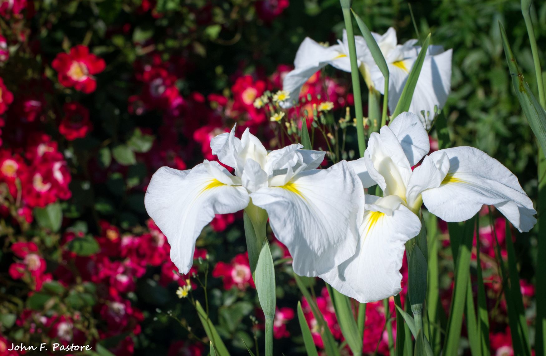 Iris and Roses | New Jersey Botanical Garden