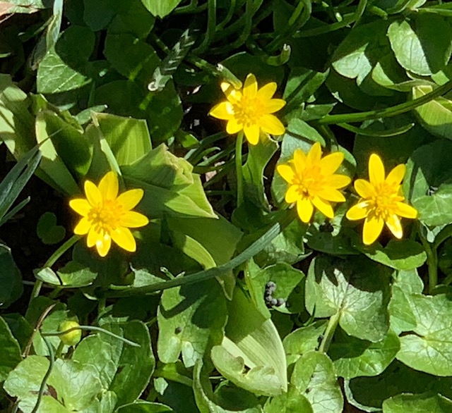 Lesser celandine | New Jersey Botanical Garden