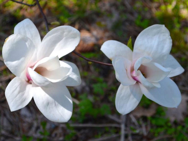 Magnolia | New Jersey Botanical Garden
