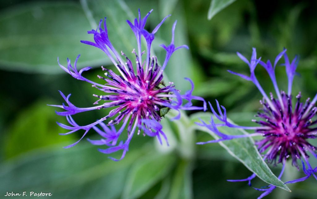 Mountain Bluet | New Jersey Botanical Garden