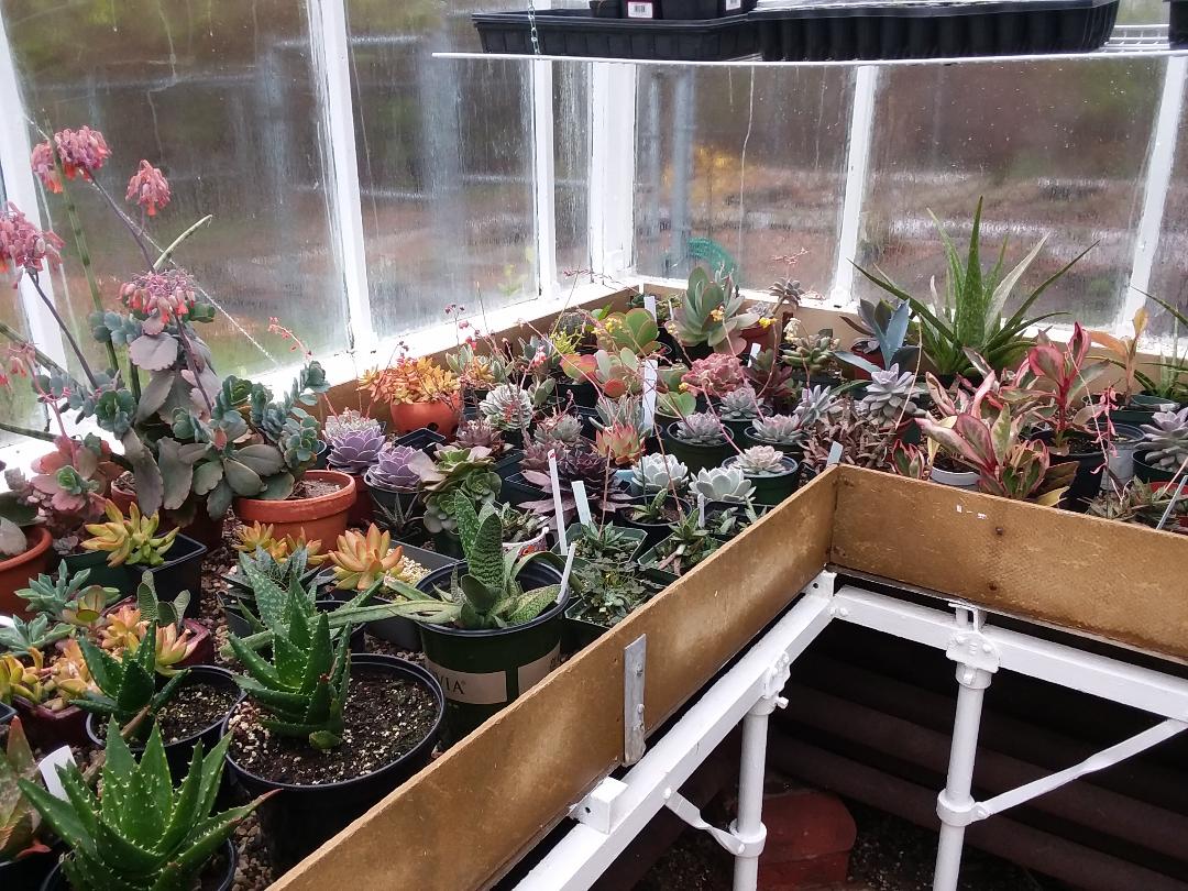 NJBG 2025 Plant Sale Extended | New Jersey Botanical Garden