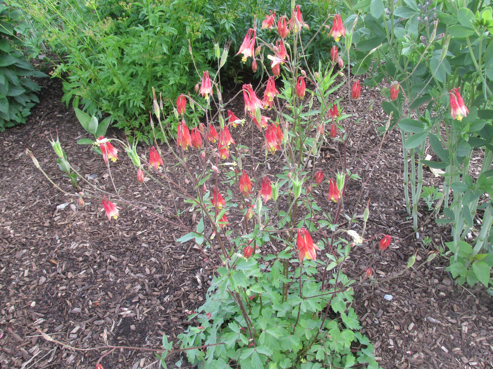 Eastern Red Columbine | New Jersey Botanical Garden
